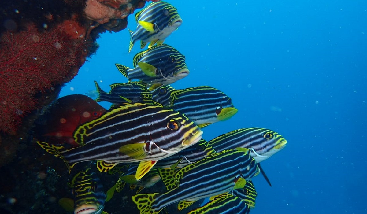 Snorkeling Tulamben – Bali Tour | Travel